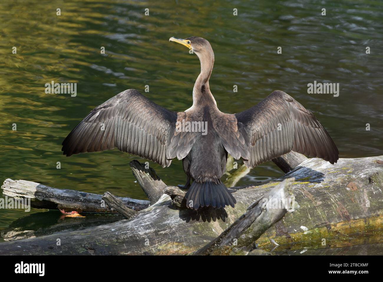 A Double-crested Cormorant (Nannopterum auritum) on a log at the waters ...