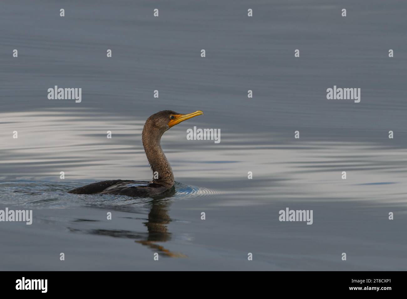 A Double-crested Cormorant (Nannopterum auritum) just surfaced from a ...