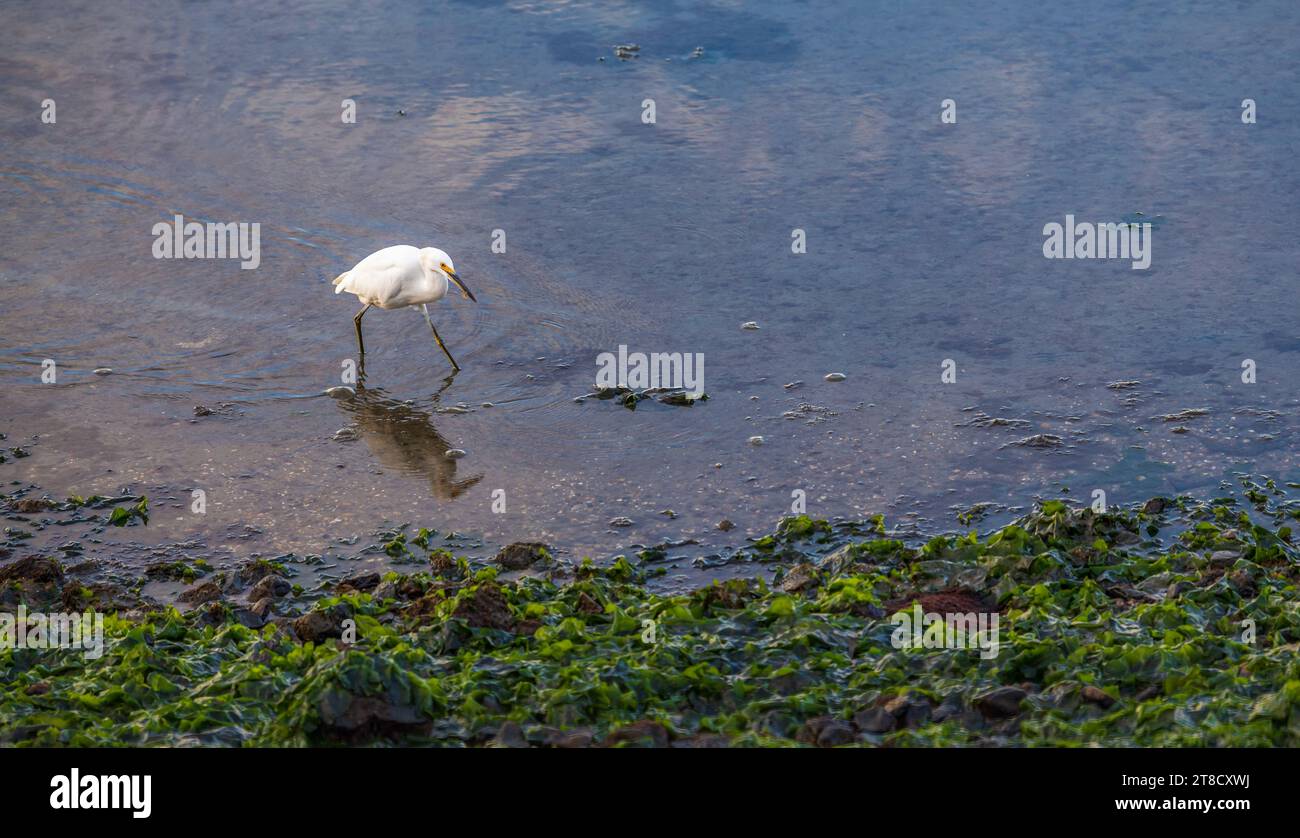White Egret wading in tidal overflow on the beach in Bayside Park ...