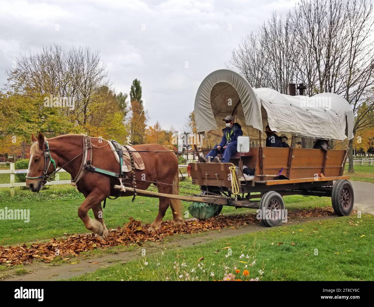Domesticated horse pulling a covered wagon as a tourist attraction in ...