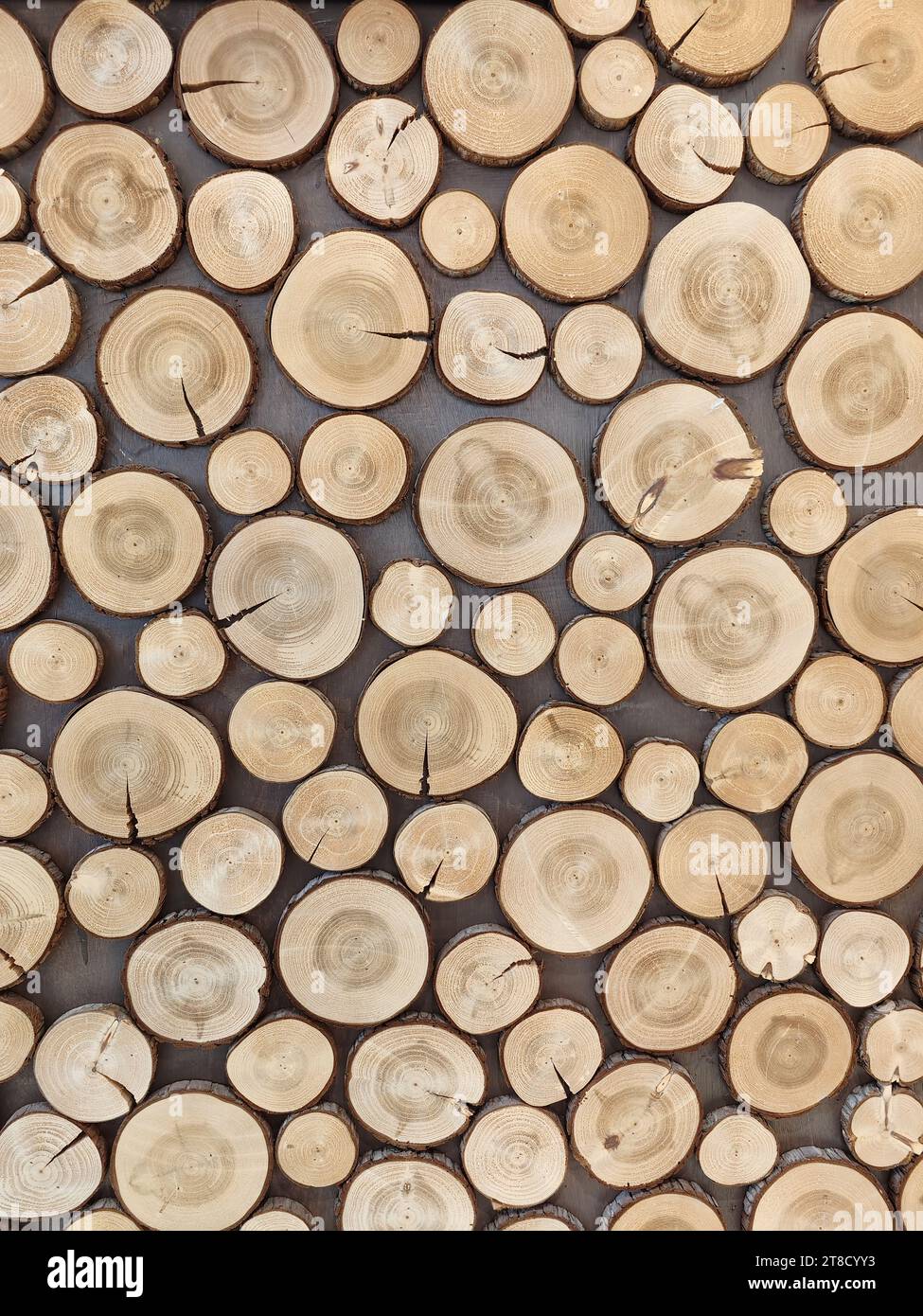 round teak wood stump background for decoration Stock Photo - Alamy