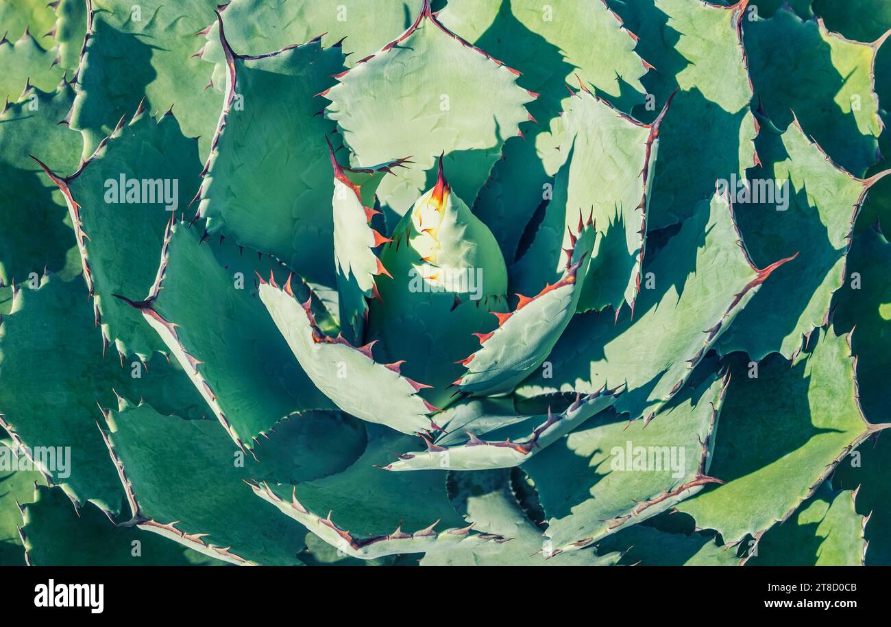 Sharp pointed agave plant leaves Stock Photo - Alamy