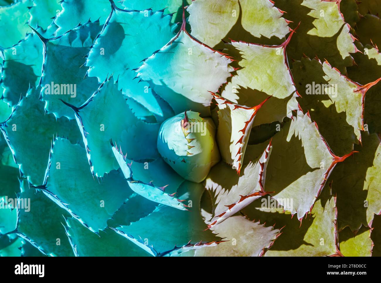 Sharp pointed agave plant leaves Stock Photo - Alamy
