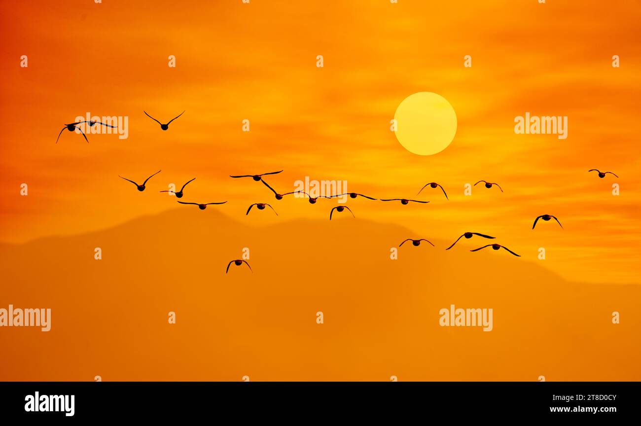 Flying duck silhouette black background hi-res stock photography and ...