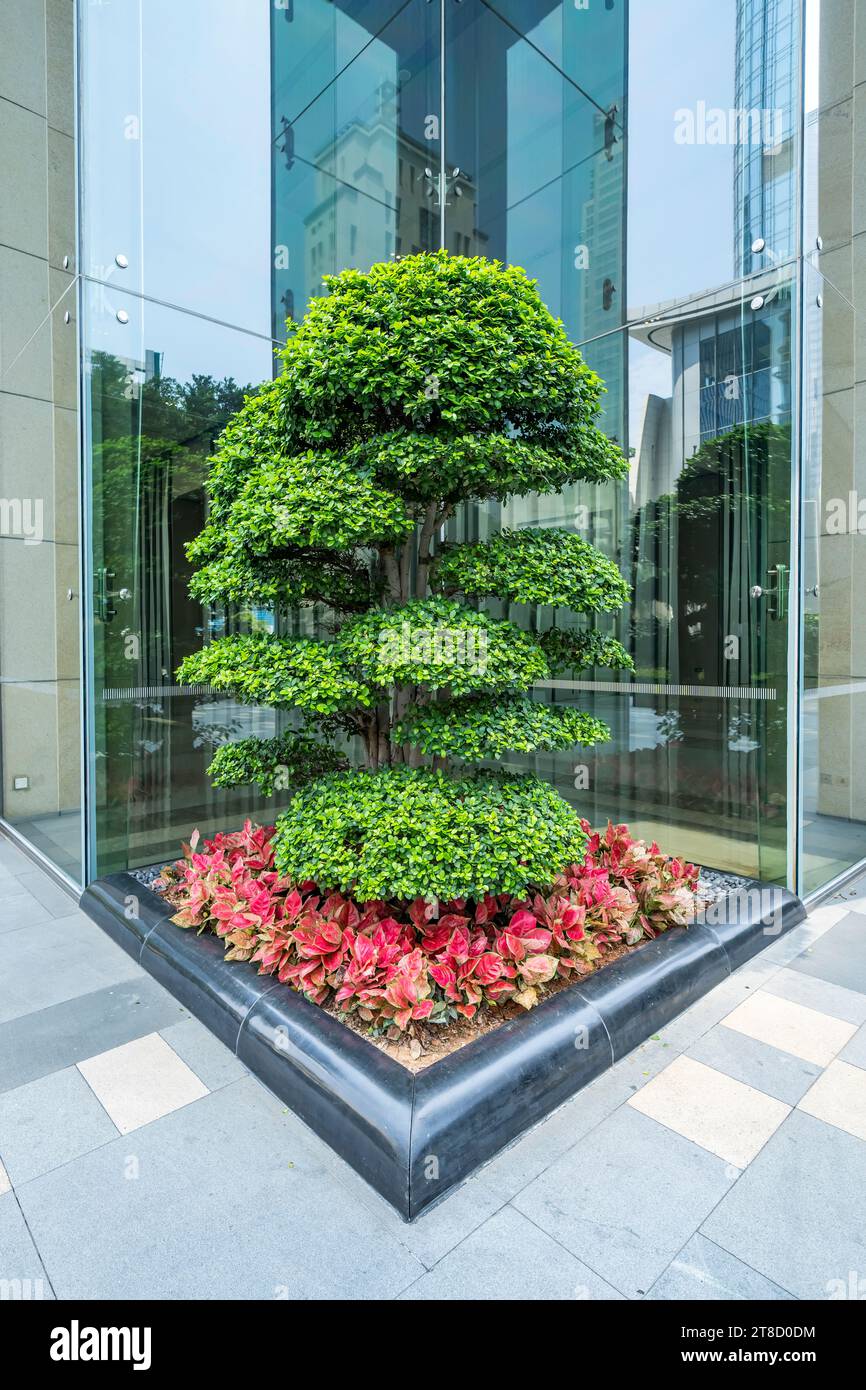 decorative bonsai and window wall system Stock Photo - Alamy
