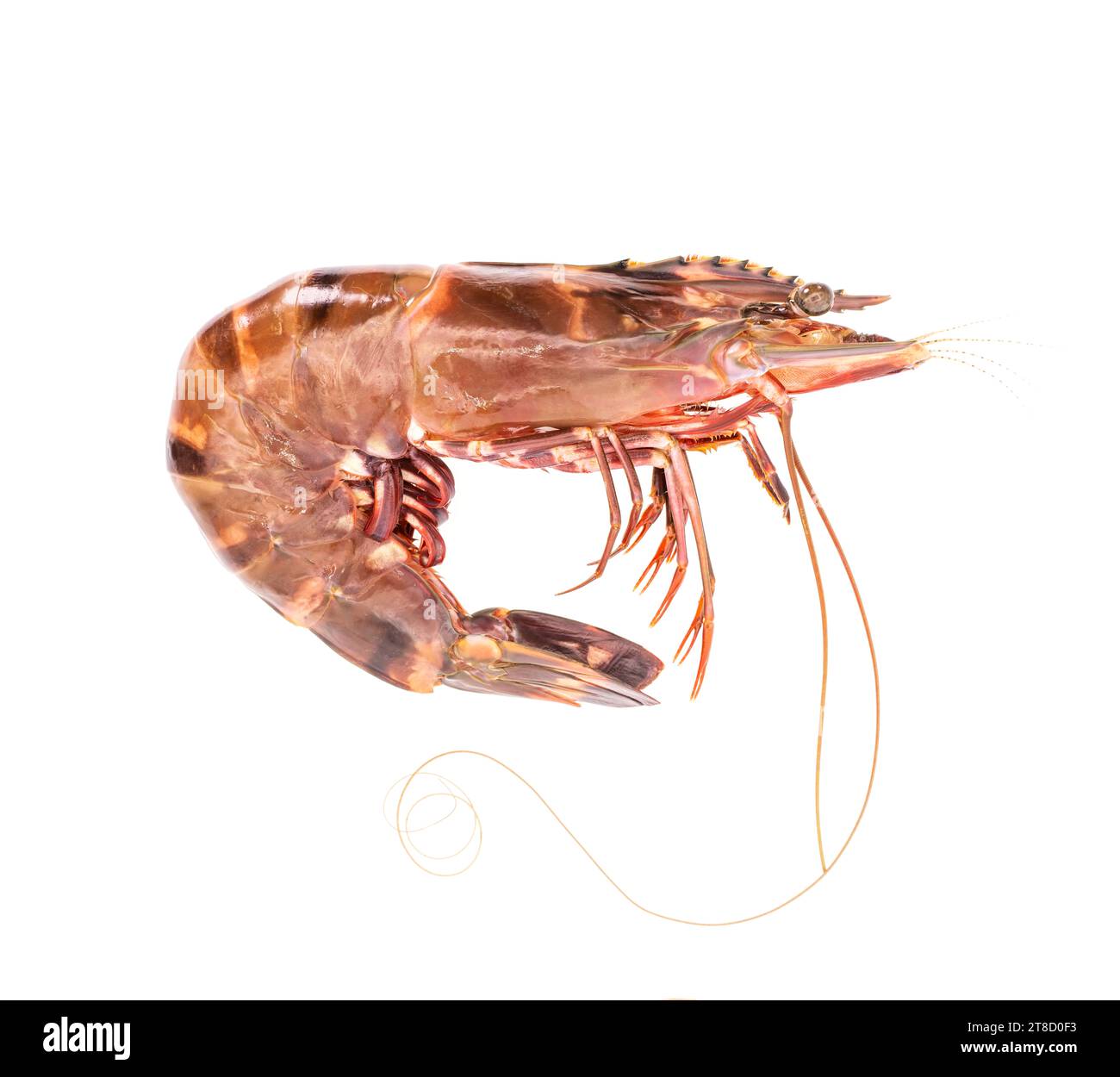 fresh raw shrimp on white background Stock Photo - Alamy