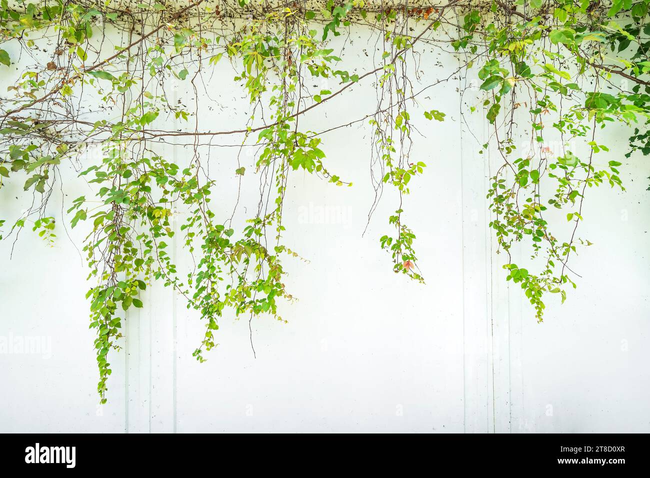 Hedera ivy twig leaves hi-res stock photography and images - Alamy