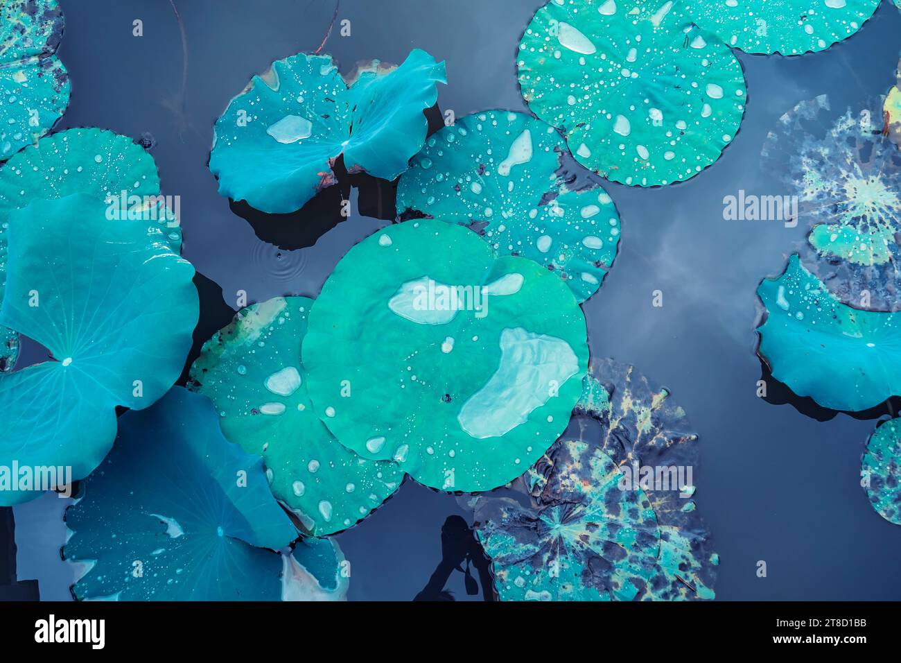 Texture with leaves of water lilies Stock Photo - Alamy