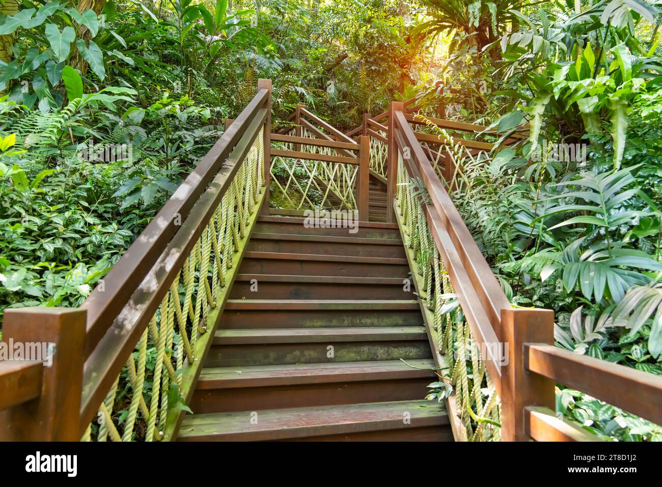 Old wooden bridge with stairs in tropical rainforest park Stock Photo ...