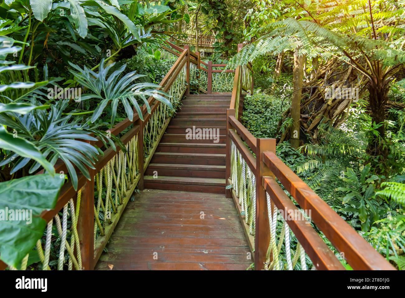 Old wooden bridge with stairs in tropical rainforest park Stock Photo ...