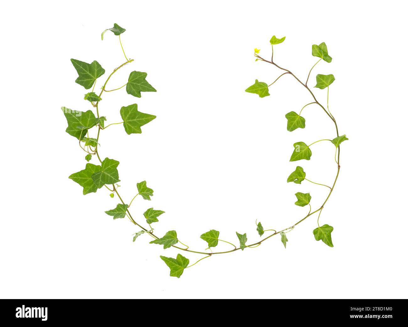 Green ivy hanging on Cut Out Stock Images & Pictures - Alamy