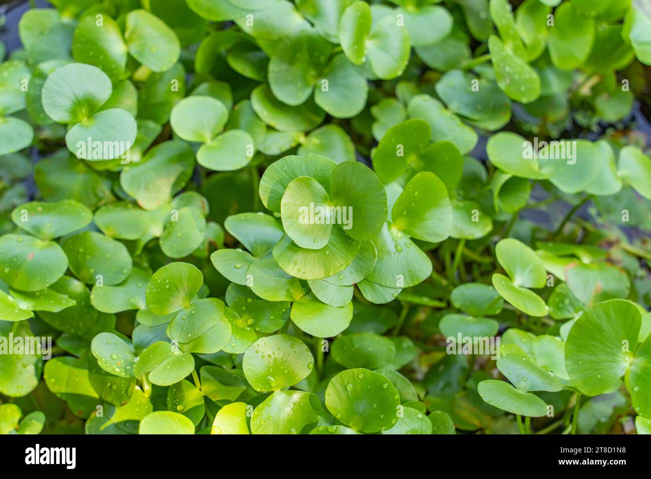 hydrocotyle background,Water Pennywort , Centella asiatica Stock Photo ...