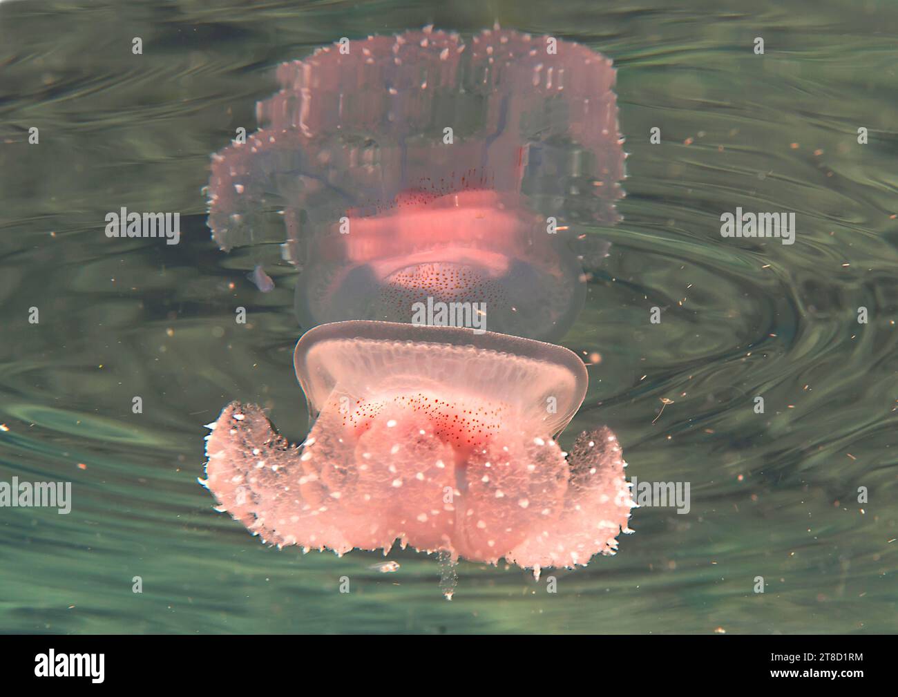 Jellyfish floating on surface of Bali, Indonesia Stock Photo - Alamy