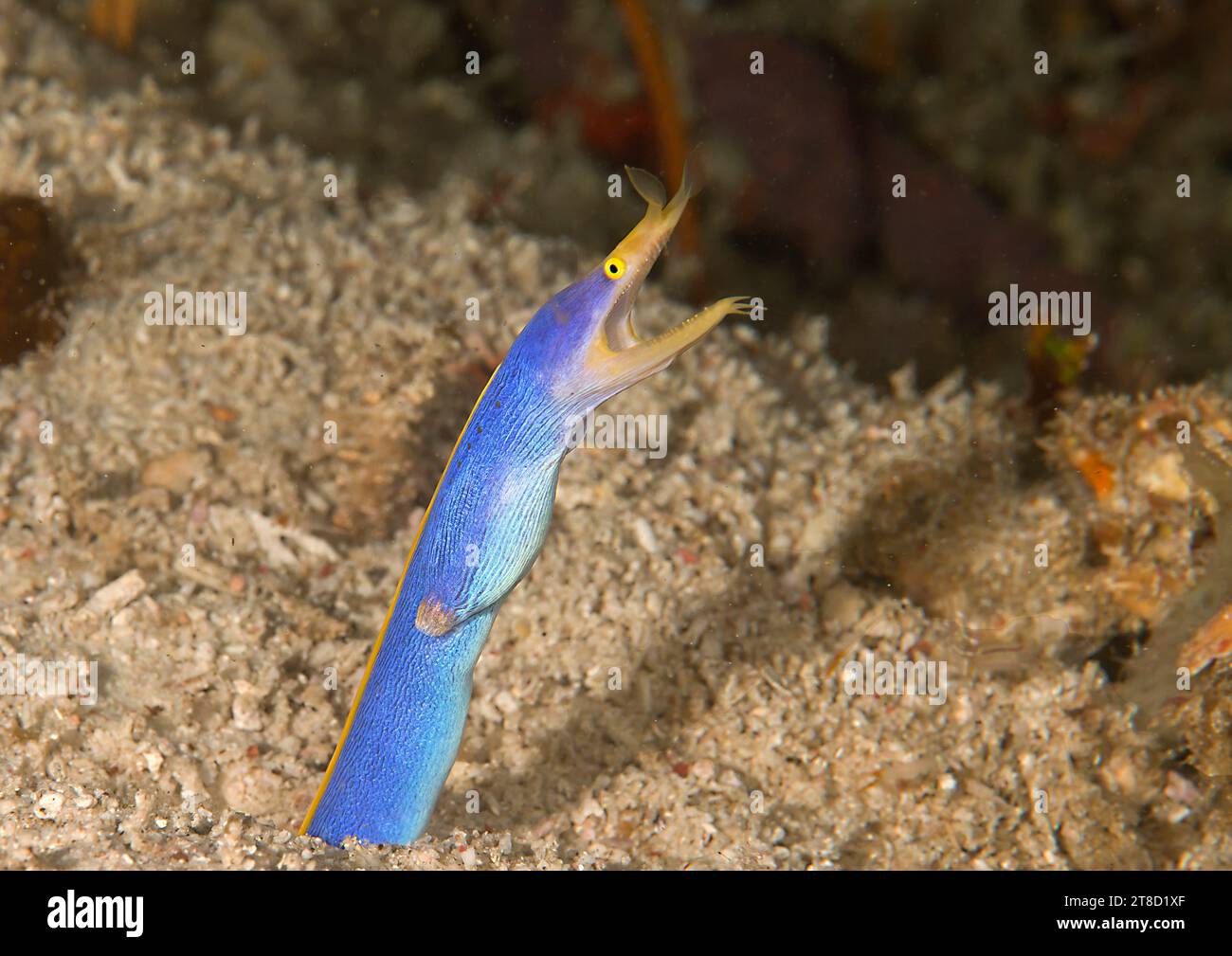 Blue ribbon eel rises above the coral bed Stock Photo - Alamy