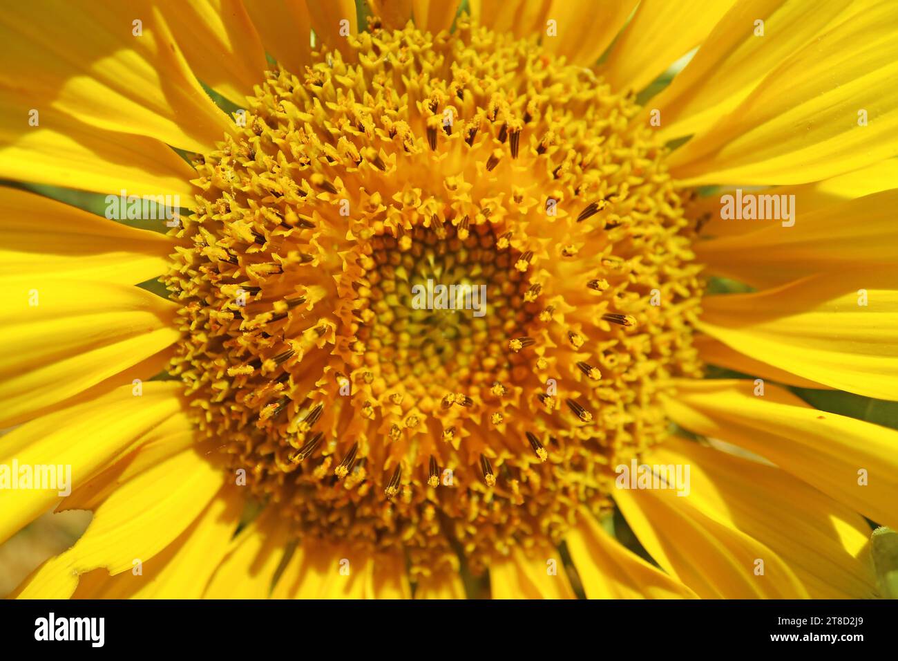 Closeup the Details of Sunflower's Amazing Disc Floret Stock Photo - Alamy