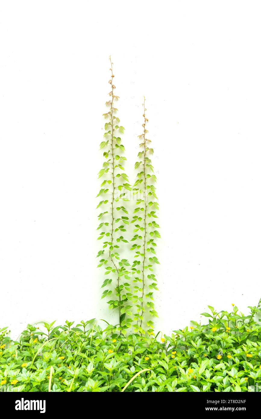 green ivy isolated on white background Stock Photo - Alamy