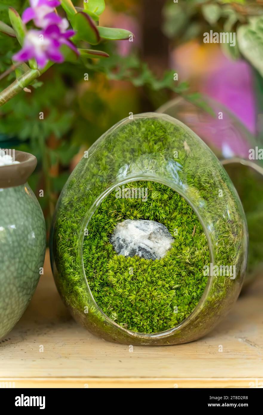 Moss is used for gardens and bonsai as a aesthetic sense in glass ...