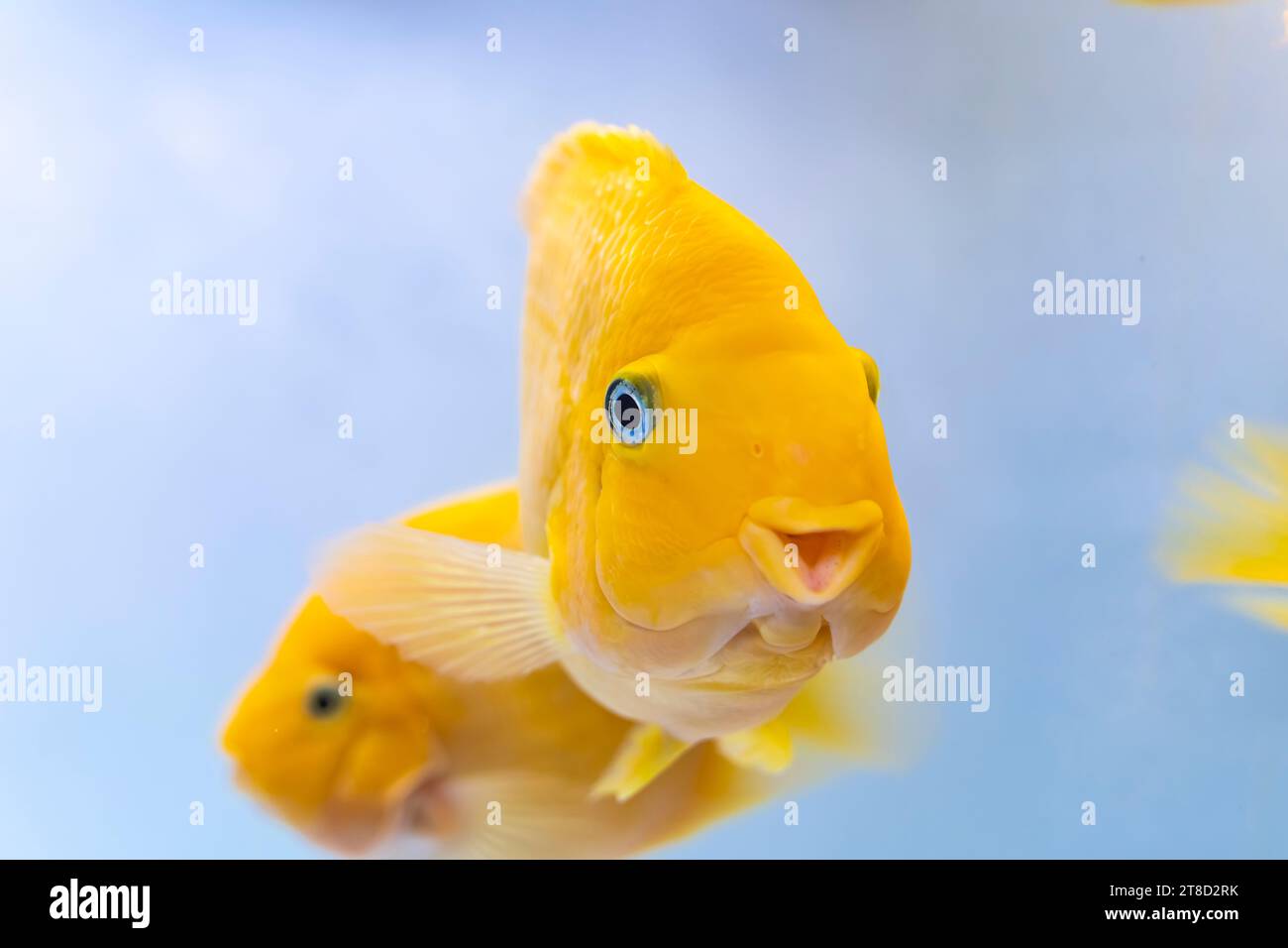 beautiful aquarium fish Amphilophus citrinellus Stock Photo - Alamy