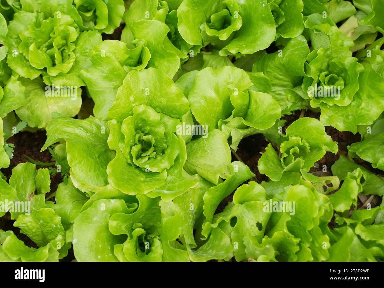 healthy lettuce growing in the soil Stock Photo - Alamy