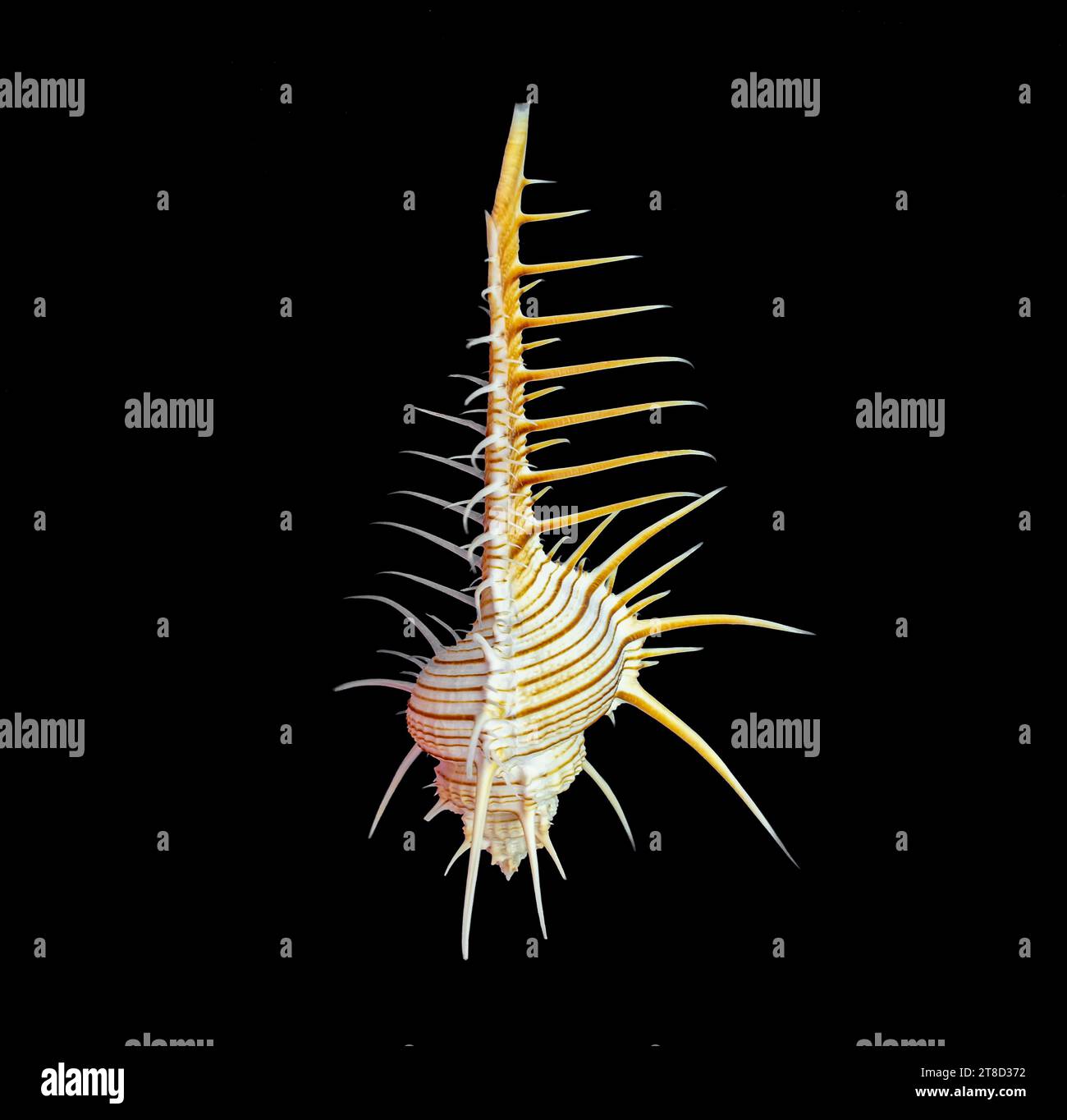 comb murex shell on black background Stock Photo - Alamy
