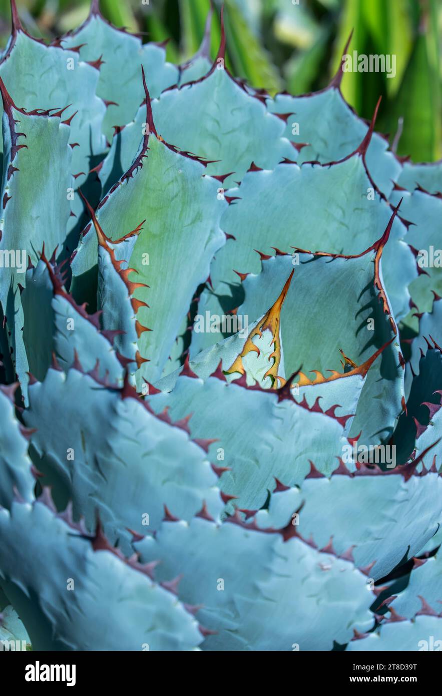 Macro of agave succulent plant in the garden Stock Photo - Alamy
