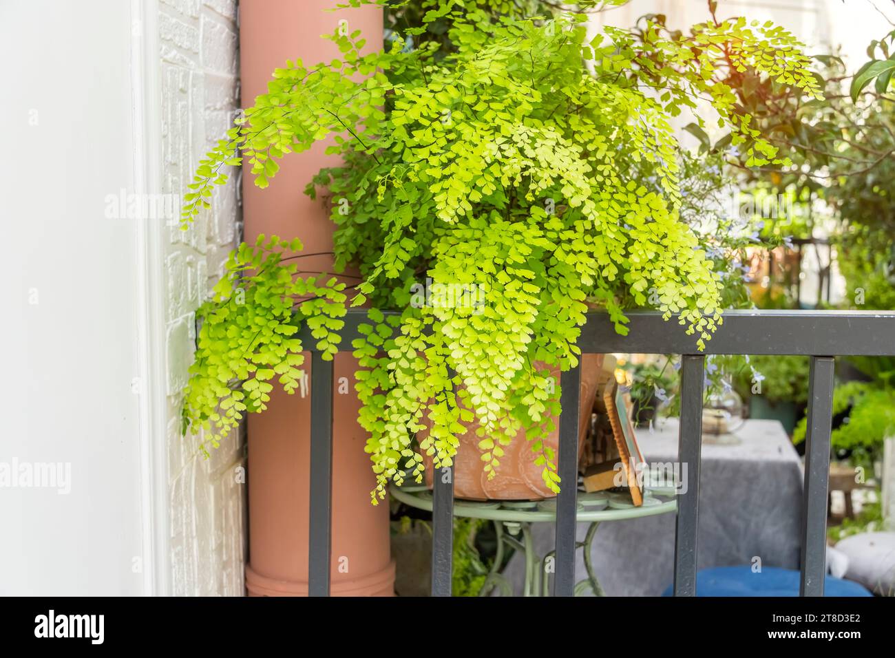 Adiantum capillus veneris venus hair fern house plant Stock Photo - Alamy