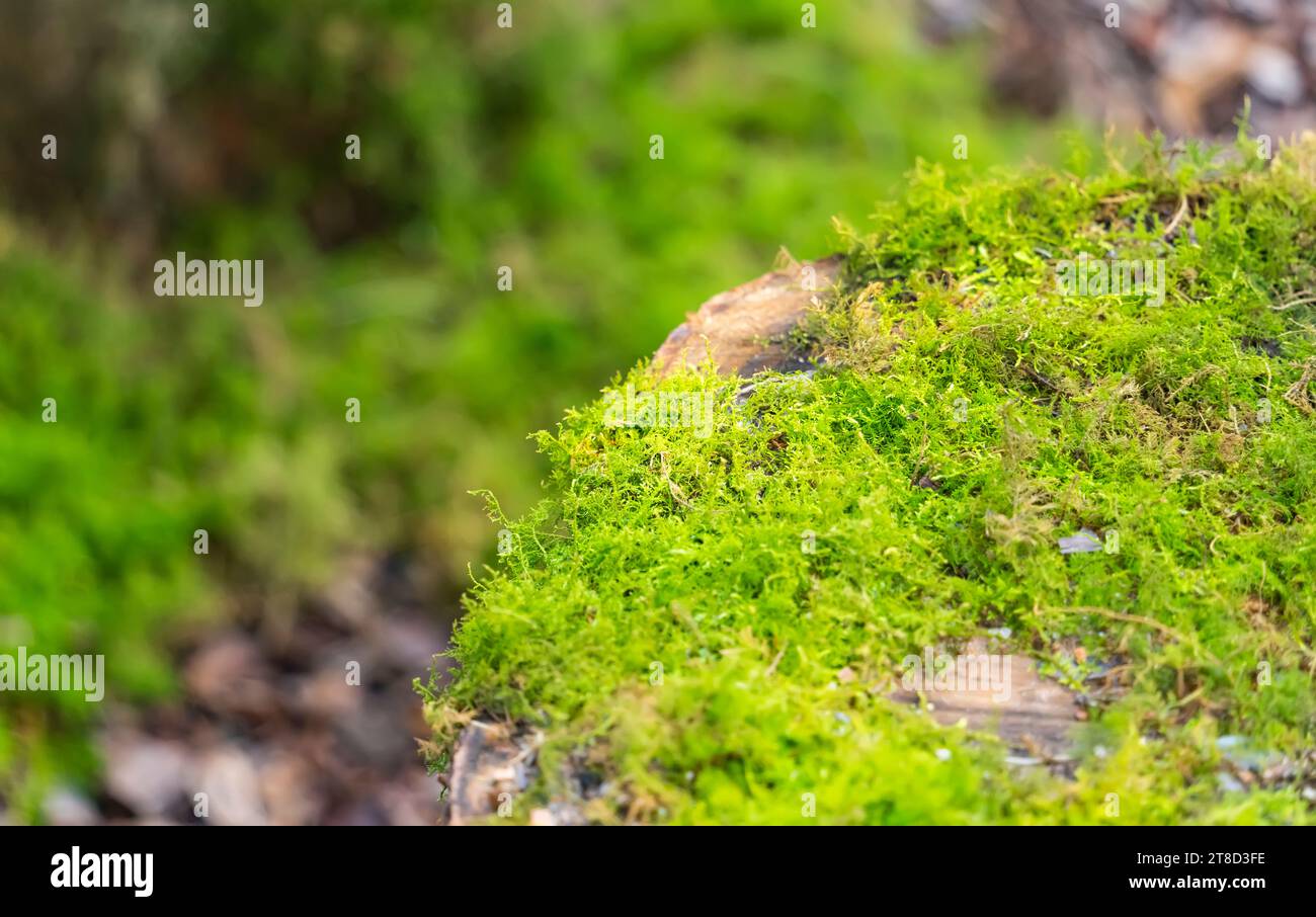 Moss is used for gardens and bonsai as a aesthetic sense Stock Photo ...