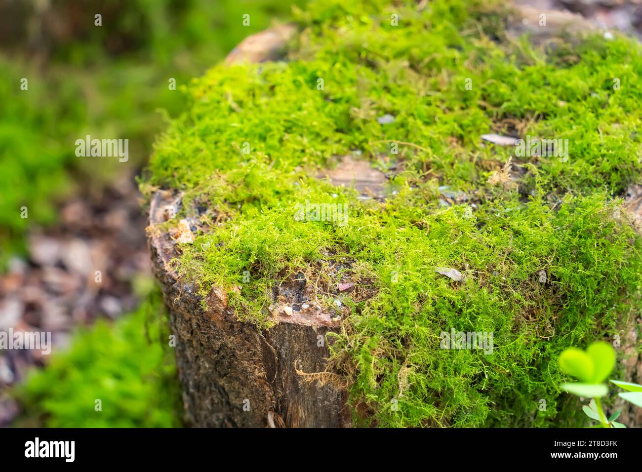 Moss is used for gardens and bonsai as a aesthetic sense Stock Photo ...