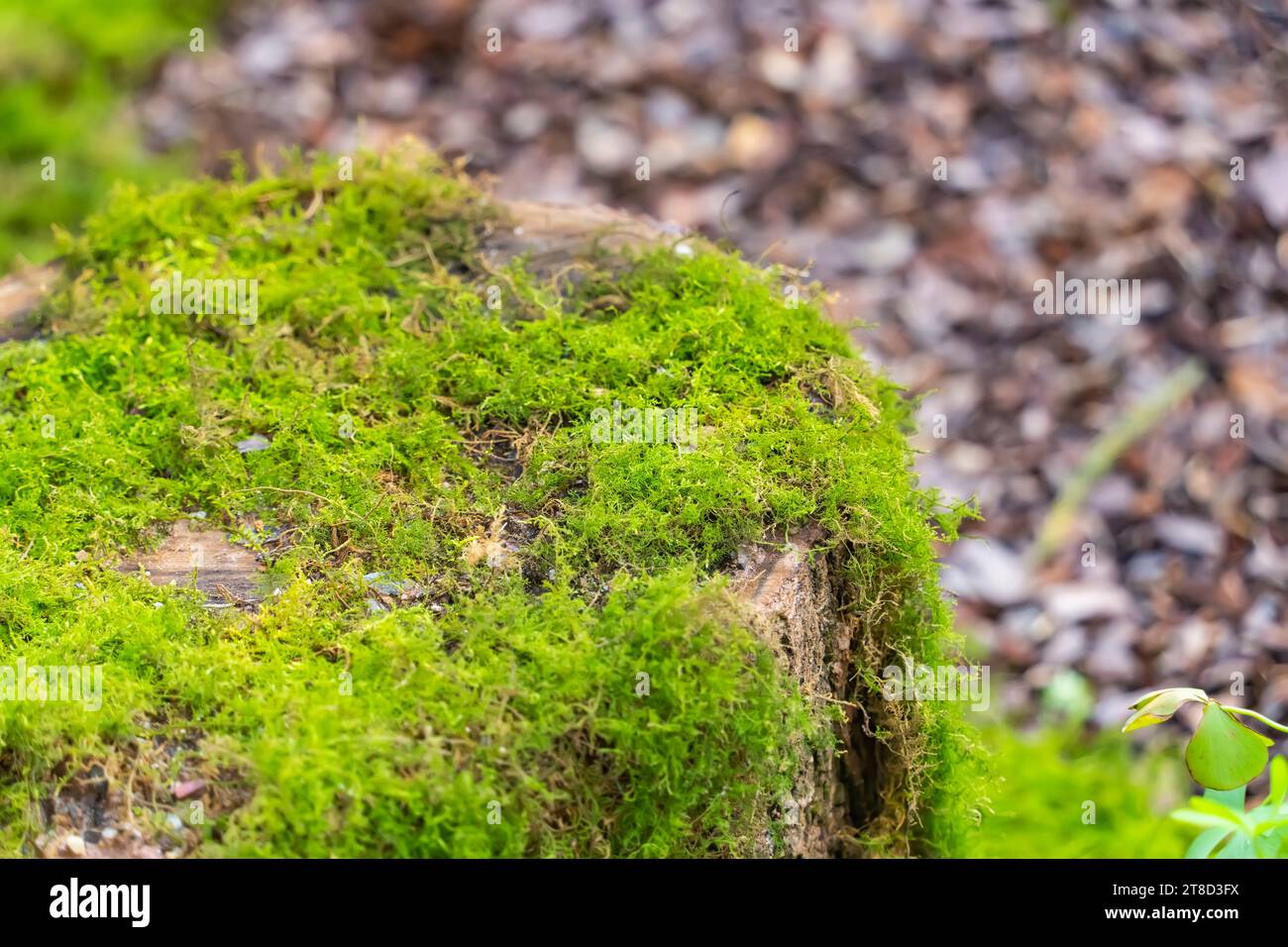 Moss is used for gardens and bonsai as a aesthetic sense Stock Photo ...