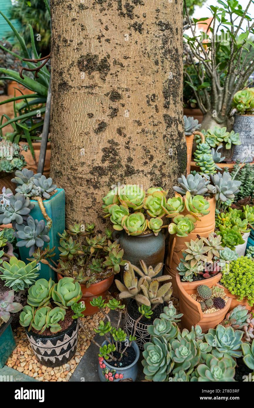 Miniature succulent plants (succulent cactus) at the garden Stock Photo ...