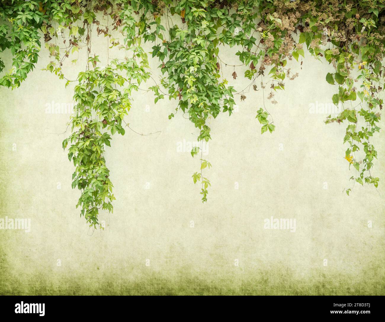 green morning glory on old grunge antique paper texture Stock Photo - Alamy