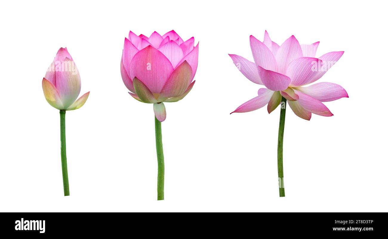lotus isolated on white background Stock Photo - Alamy