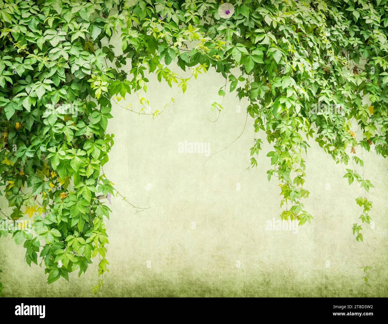 green morning glory on old grunge antique paper texture Stock Photo - Alamy