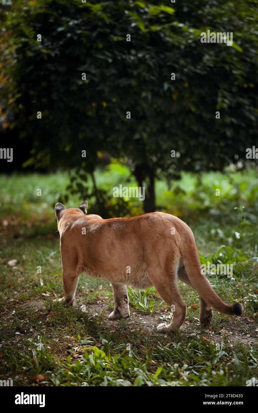 Beautiful Puma in forest. American cougar - mountain lion. Wild cat ...