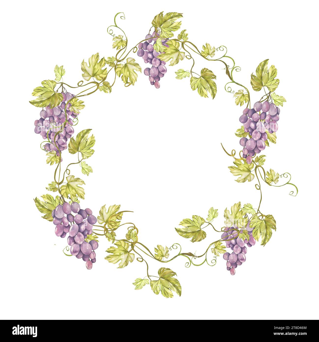 Grapevine leaf and bunches of grapes. hand drawn watercolor ...