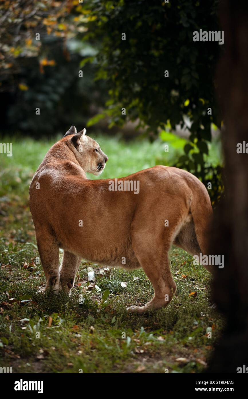 Beautiful Puma in forest. American cougar - mountain lion. Wild cat ...