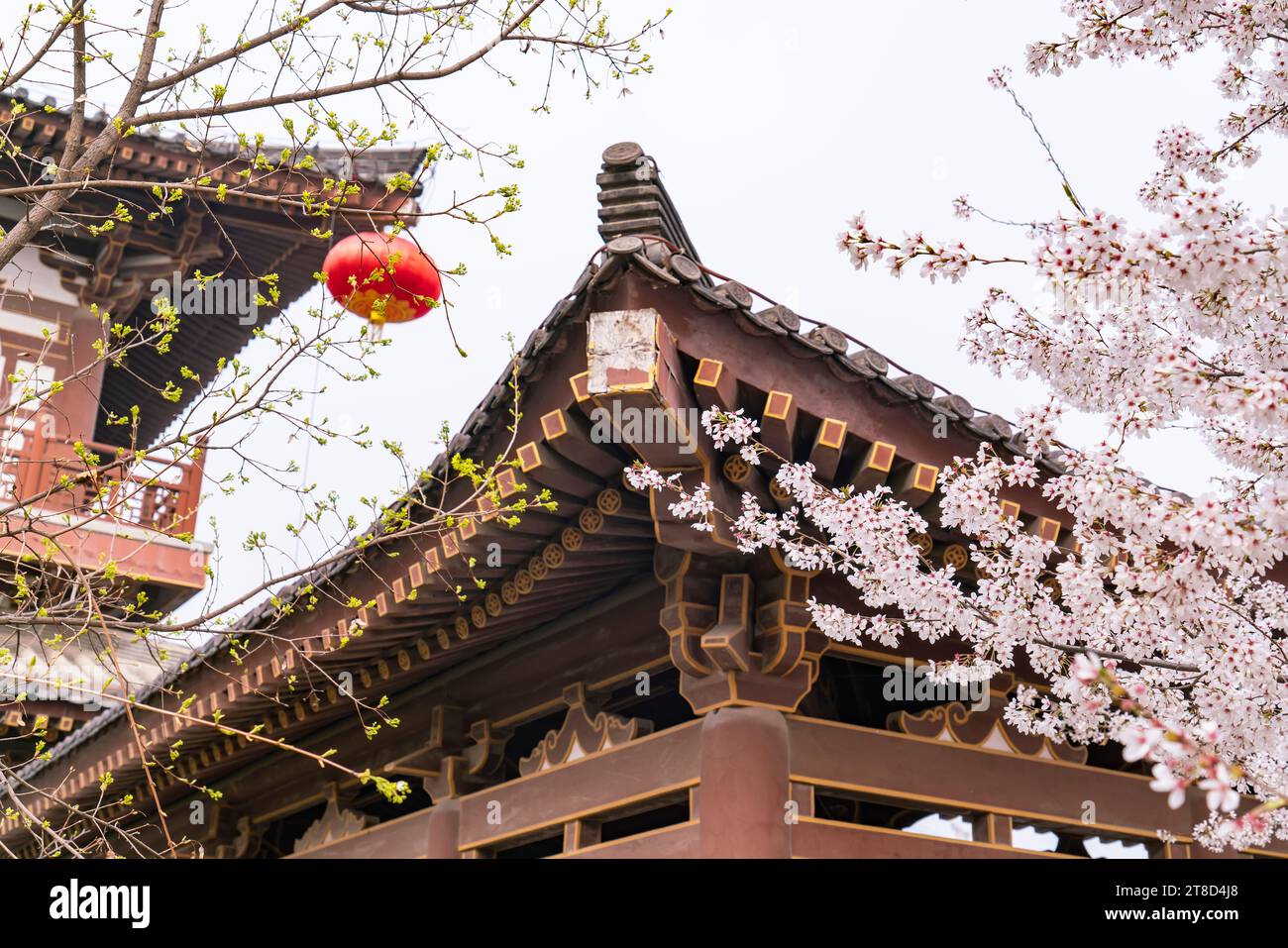 Cherry Blossom with traditional chinese roof in qing long temple,xi an ...