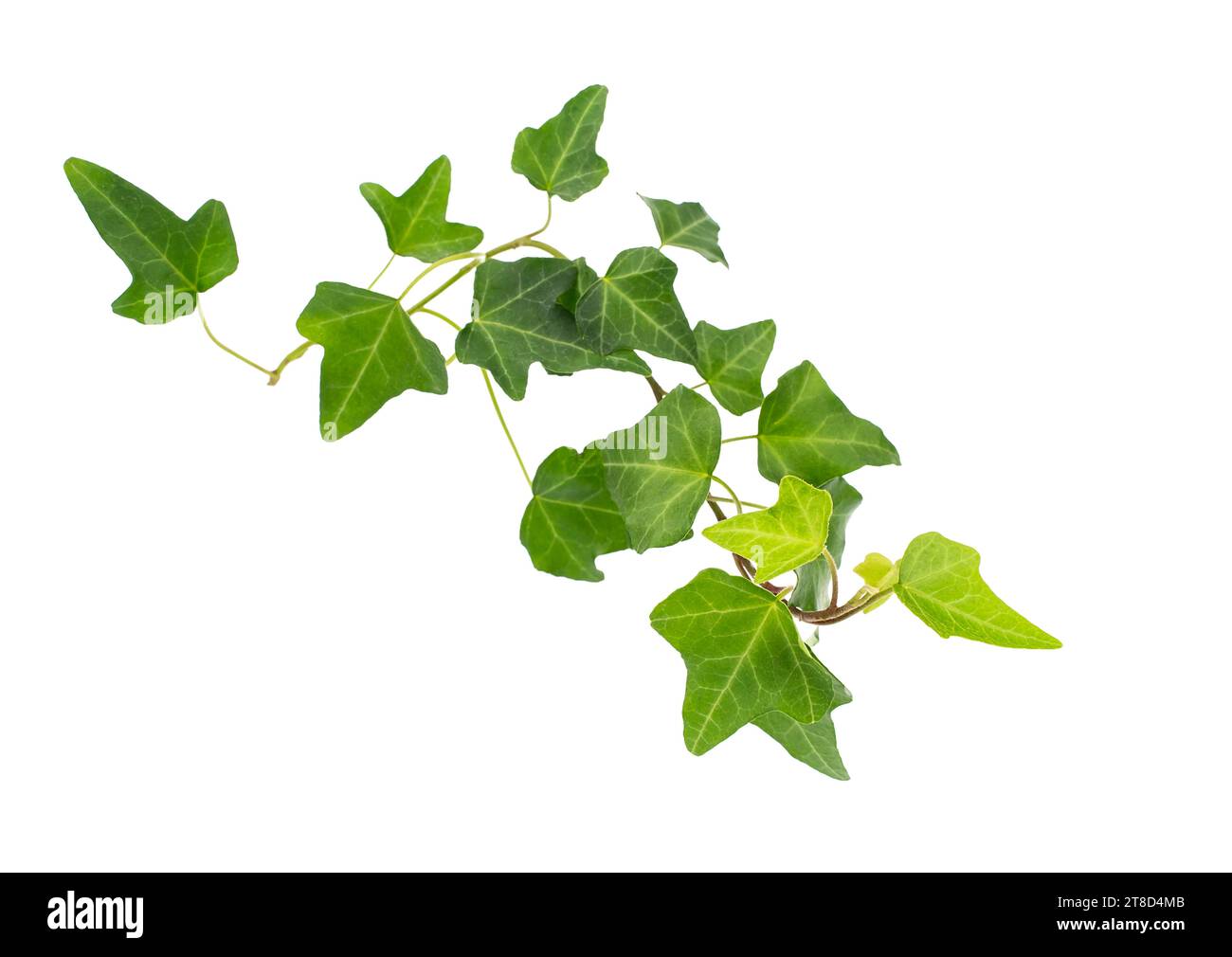 Green ivy hanging on Cut Out Stock Images & Pictures - Alamy