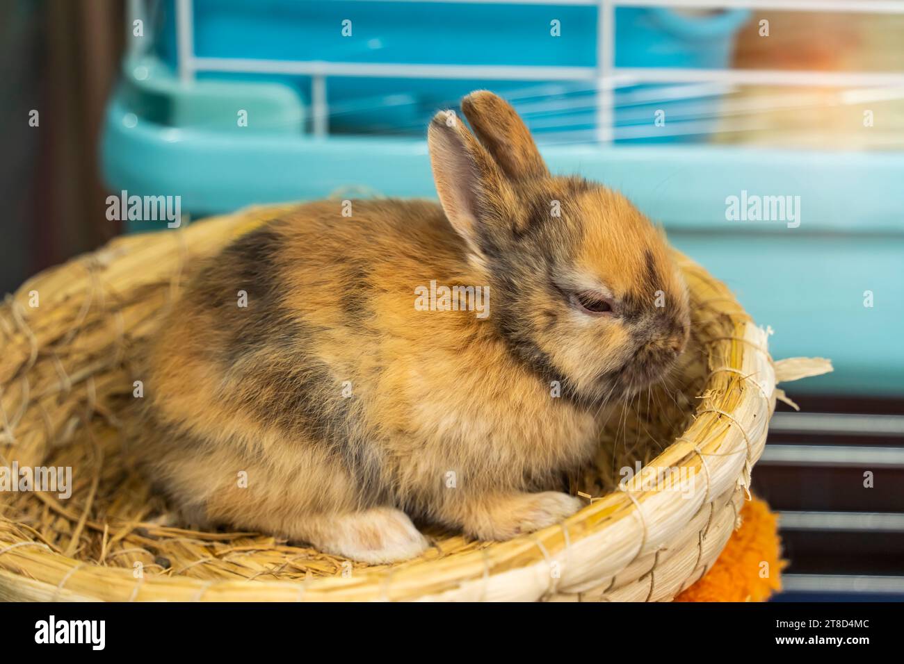 Grey rabbit inside cage hi-res stock photography and images - Alamy