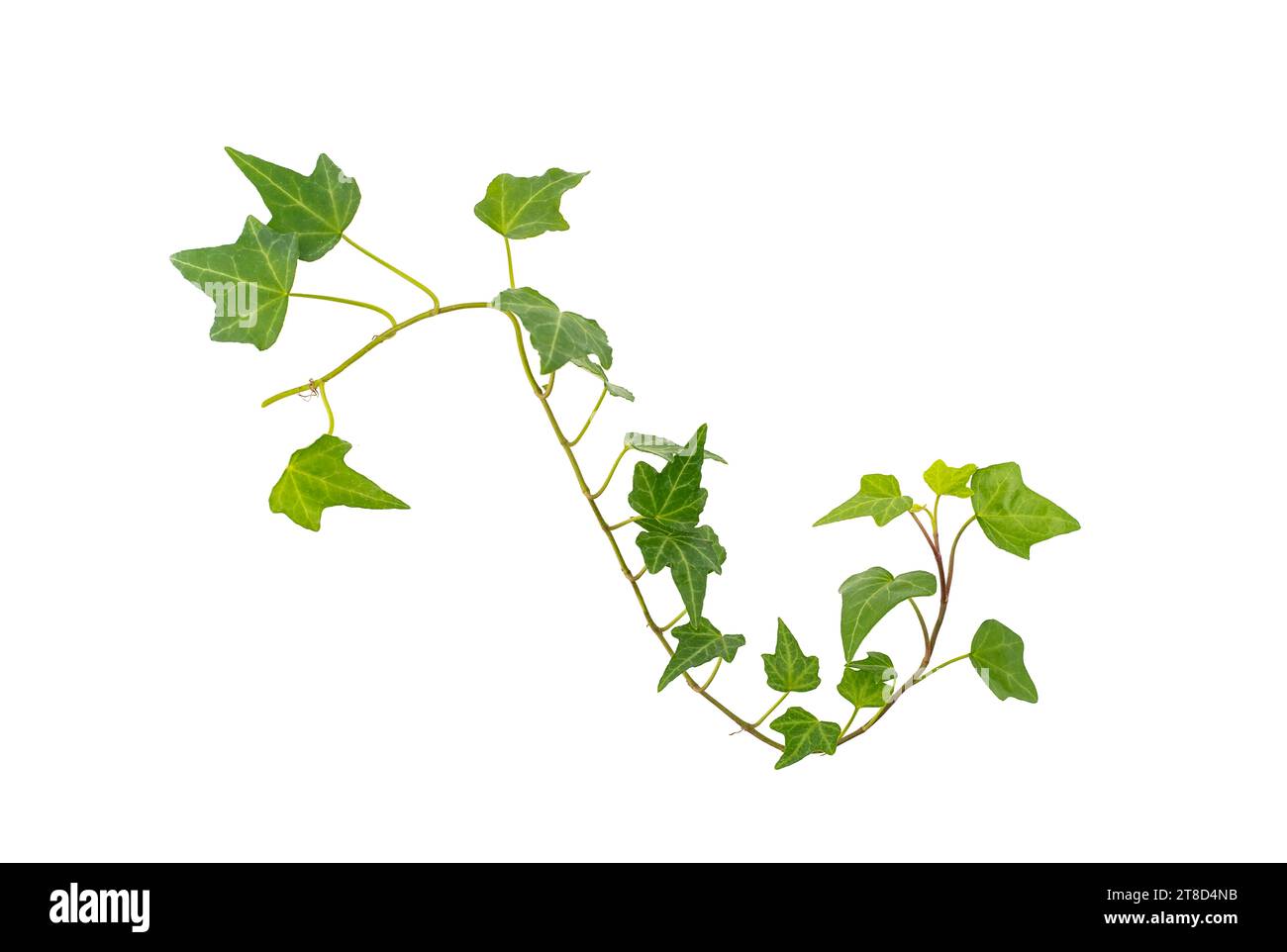 Green ivy hanging on Cut Out Stock Images & Pictures - Alamy