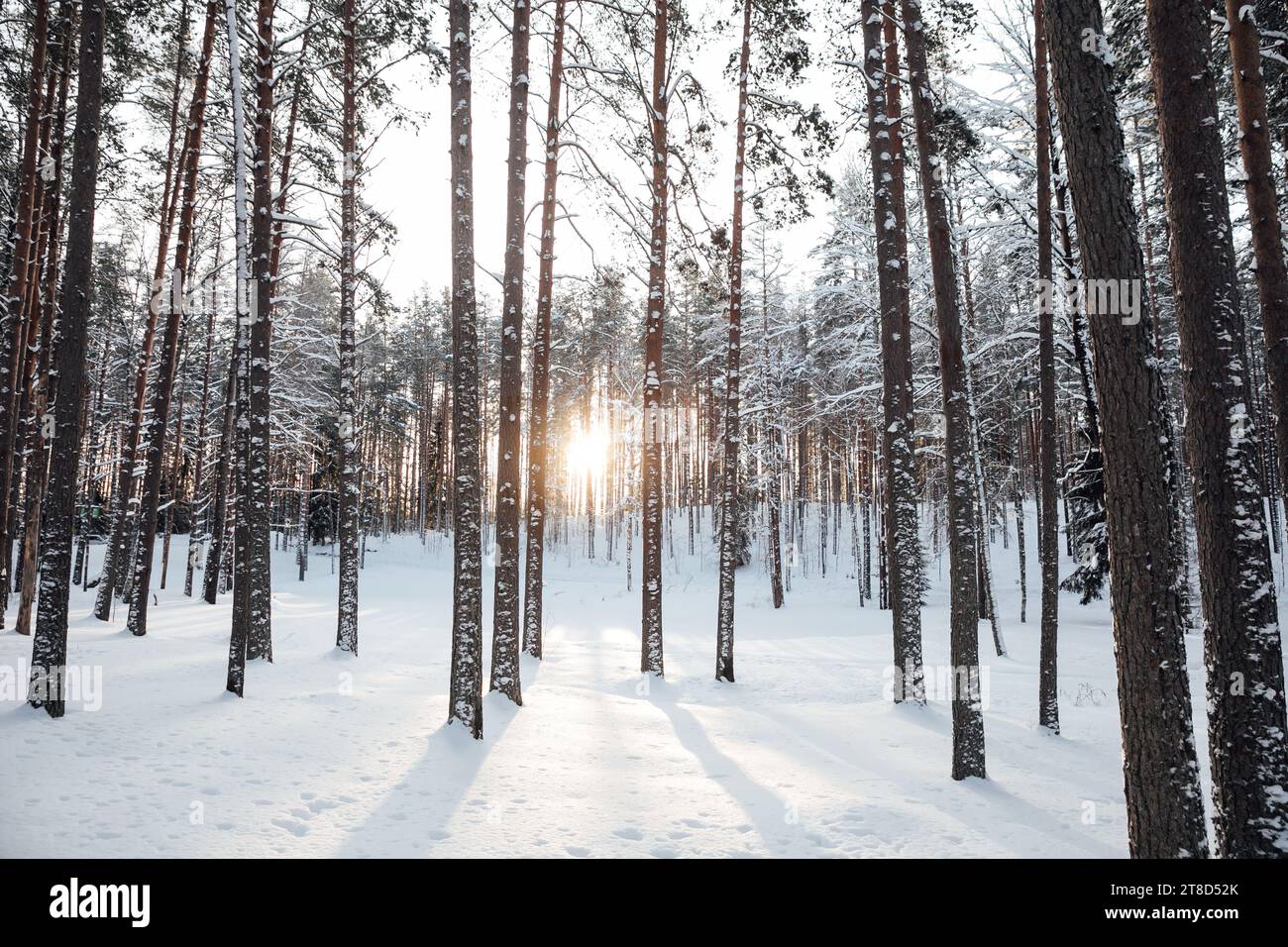 snowy nature forest in snow big trees beautiful snow winter Stock Photo ...