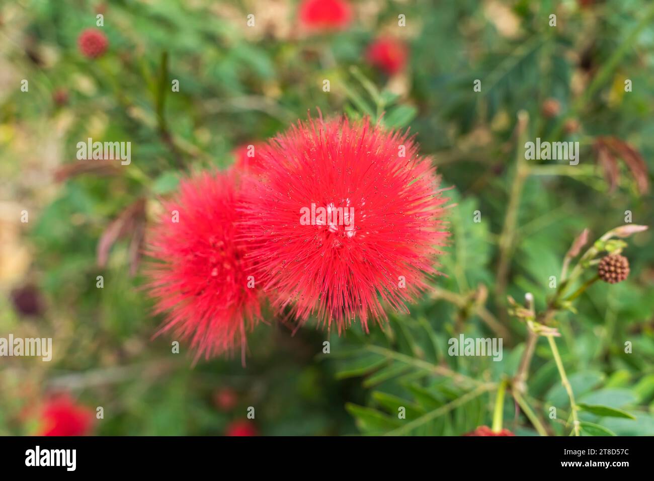 Red Powder Puff or Calliandra haematocephala Hassk in garden Stock ...