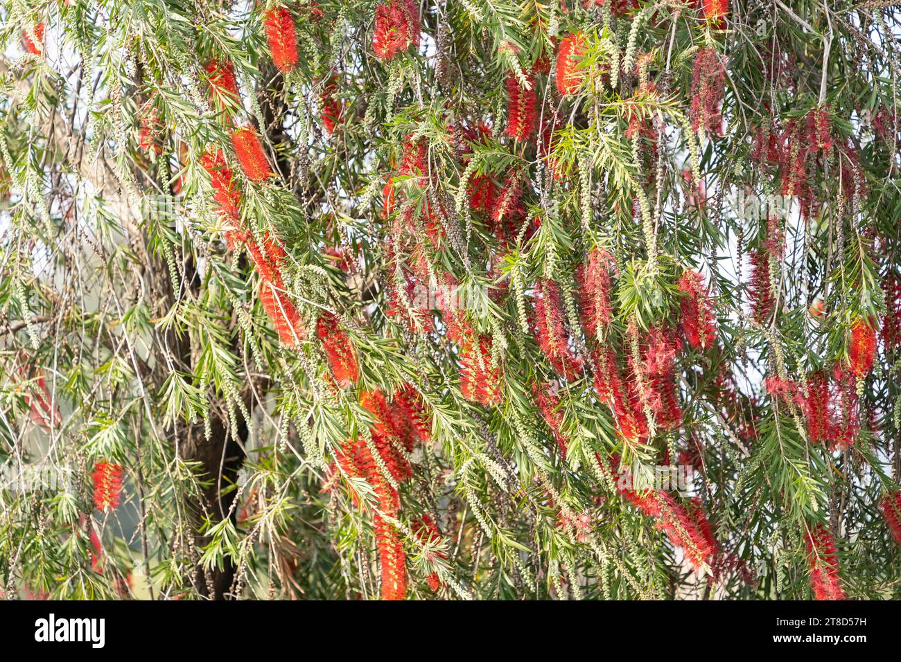 Callistemon rigidus plant with green and red leaves citrius Stock Photo ...