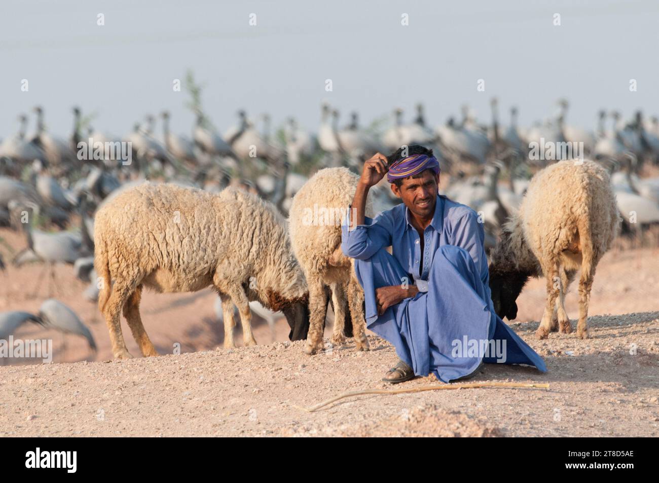A cattle herder with his sheep with demoiselle cranes in the background ...