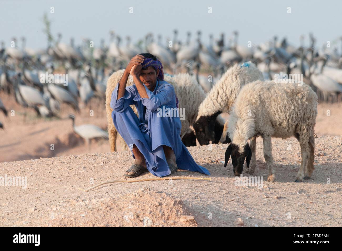 A cattle herder with his sheep with demoiselle cranes in the background ...