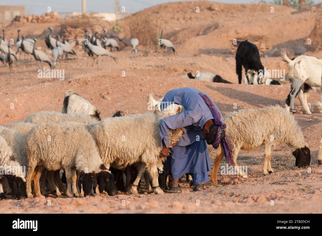 A cattle herder with his sheep with demoiselle cranes in the background ...