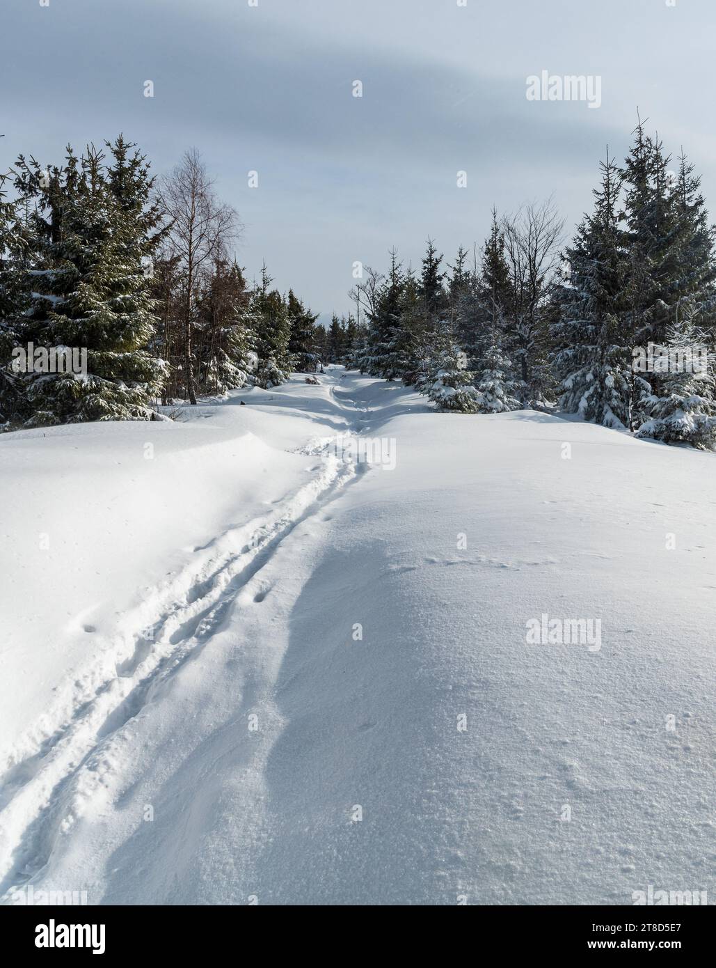 Snow covered hiking trail with young forest around between Bily kriz ...
