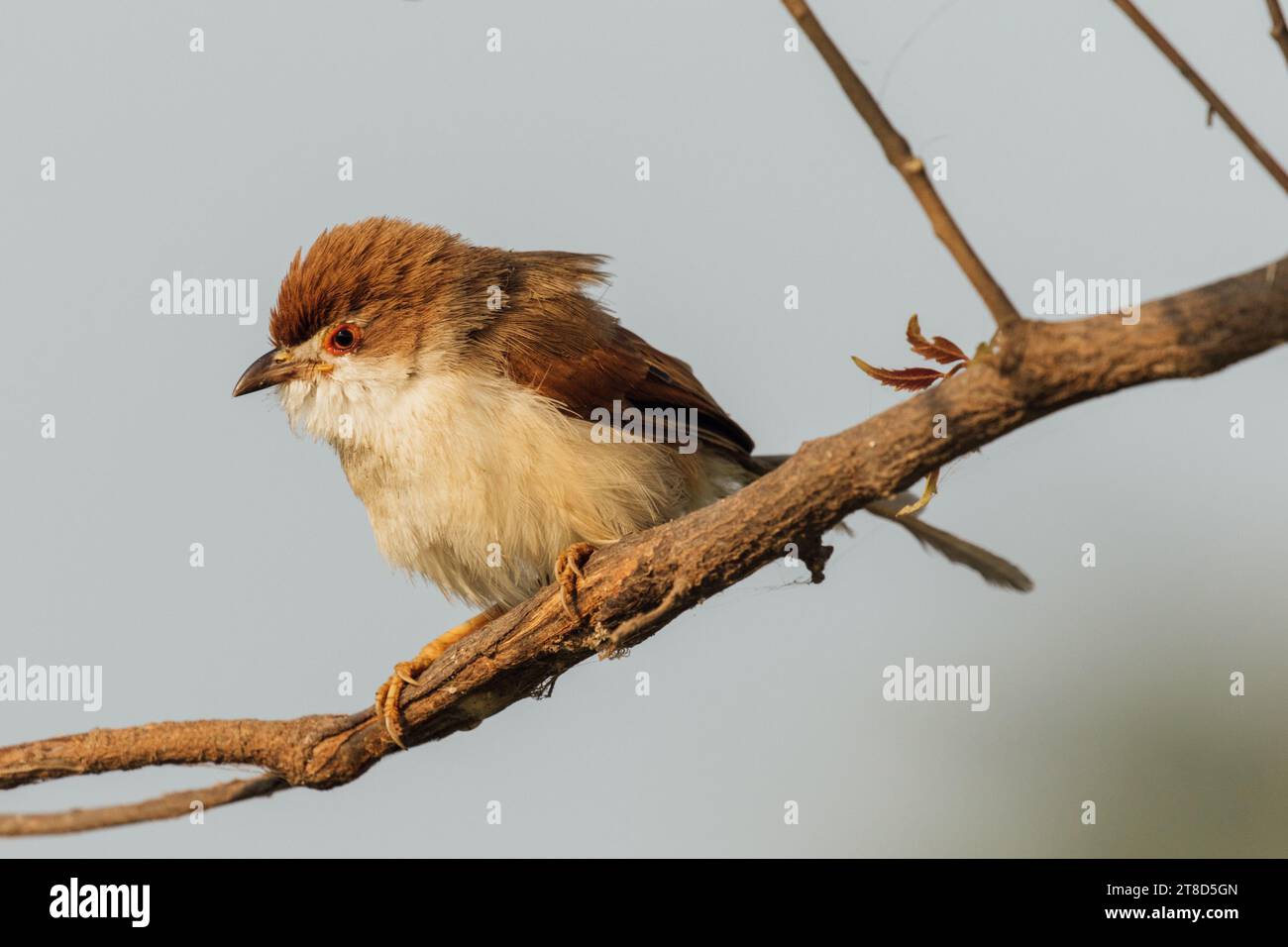 Jungle babbler bird hi-res stock photography and images - Alamy