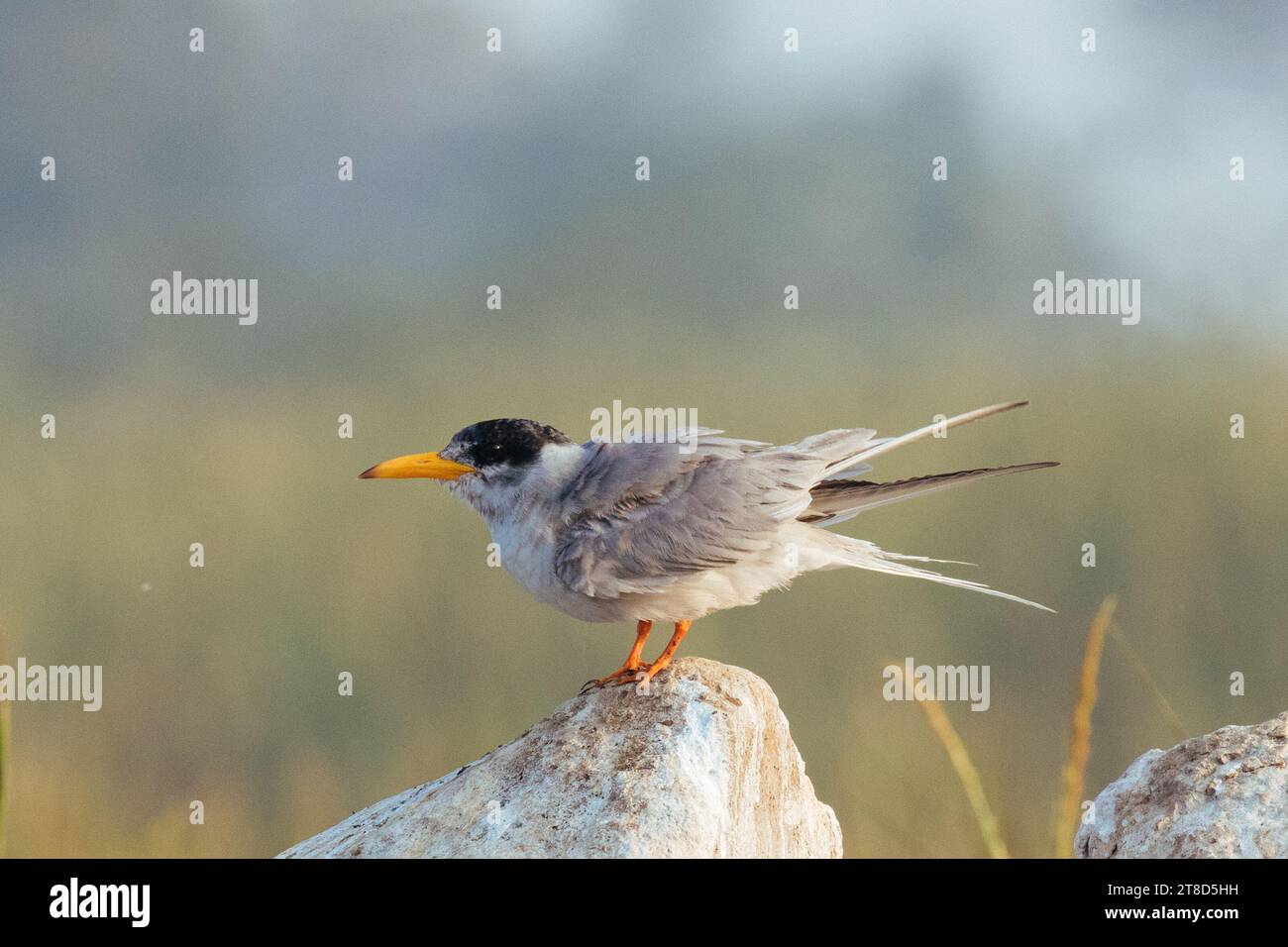 River tern hi-res stock photography and images - Alamy