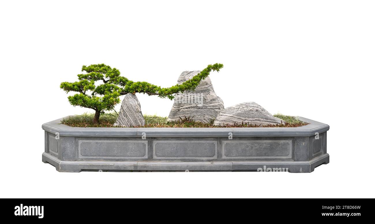 Bonsai tree and rocks isolated on white banckground Stock Photo - Alamy